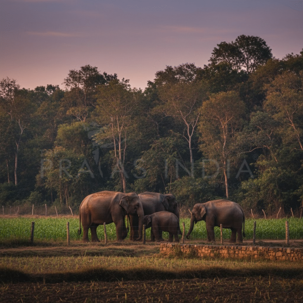 Elephant Reserves in India - The Prayas India